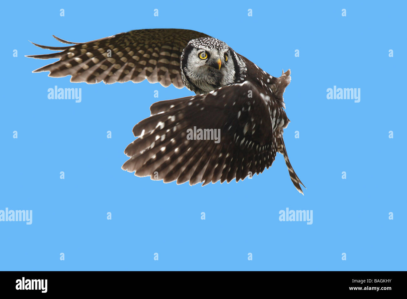 Northern hawk owl in flight hi-res stock photography and images - Alamy