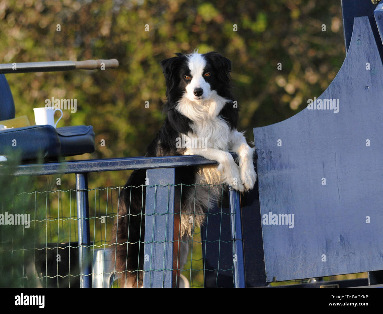 Boat dog collie hi-res stock photography and images - Alamy