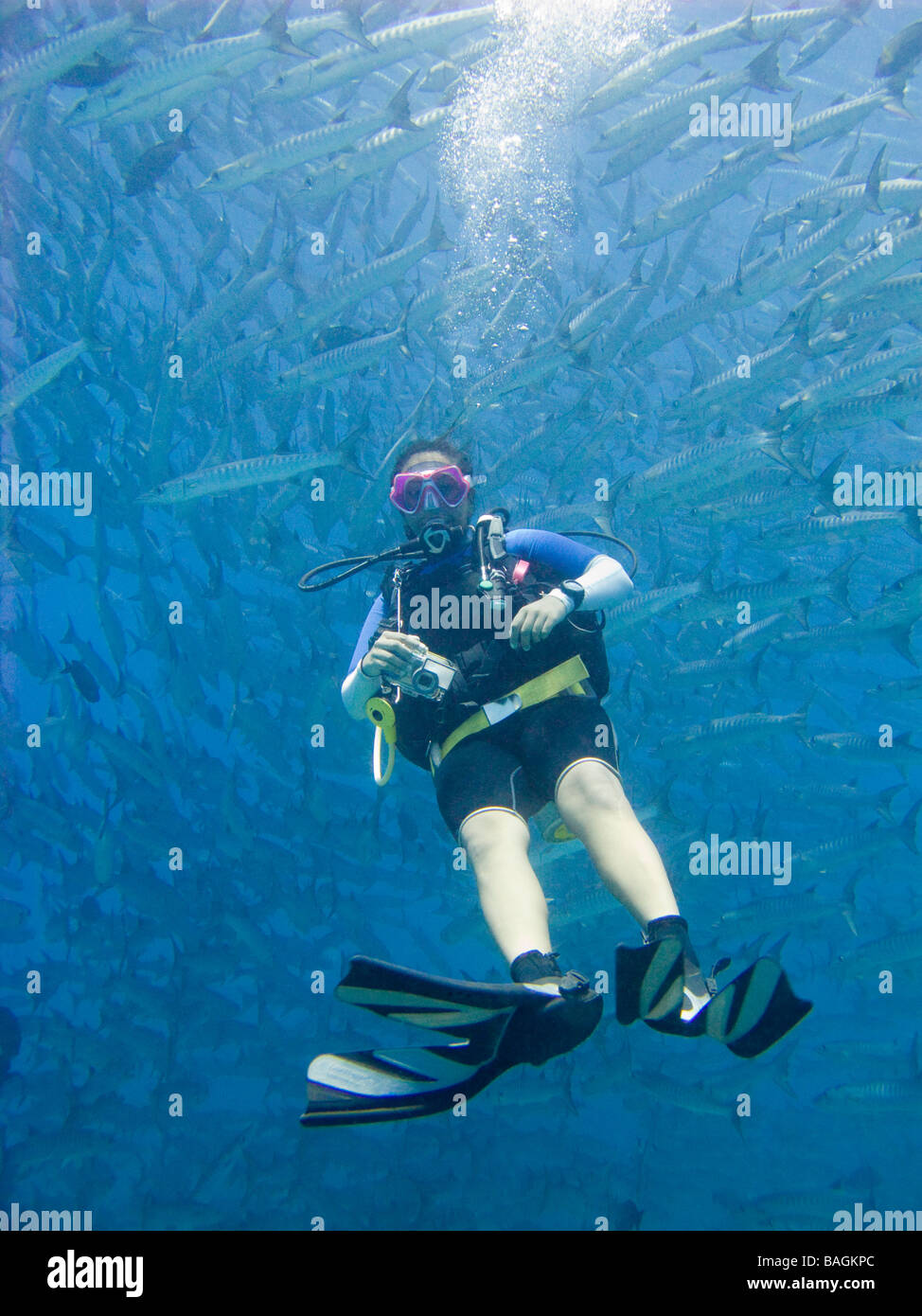 Female Diver with in front of a shoal of Barracuda Stock Photo - Alamy