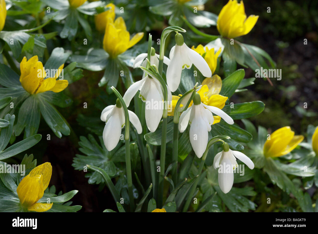 Snowdrops and winter aconite Stock Photo - Alamy