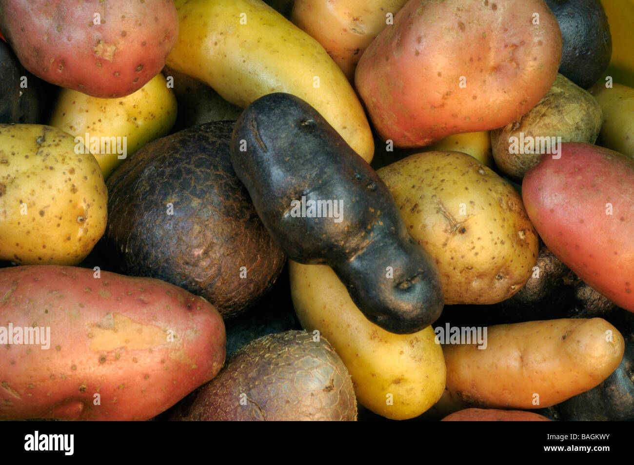 Potato (Solanum tuberosum), various coloured potatoes Stock Photo - Alamy