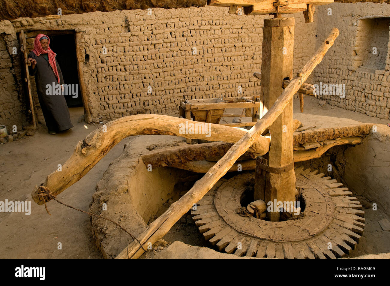 Egypt, Upper Egypt, Libyan Desert, Dakhla Oasis, El Qasr, wheat ...