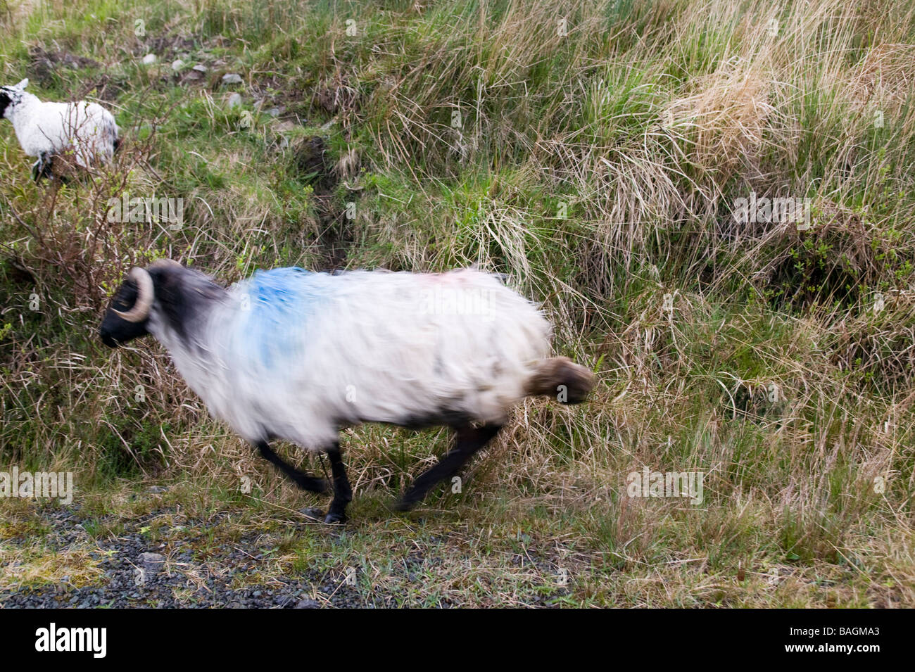 Ram run hi-res stock photography and images - Alamy