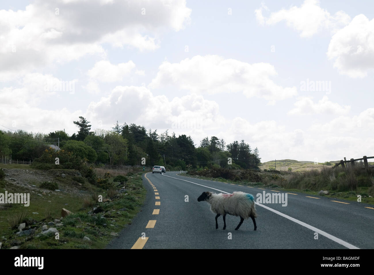 Shee crossing the road Ireland Stock Photo - Alamy