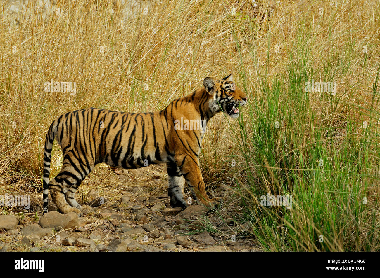 Tiger wild standing young hi-res stock photography and images - Alamy
