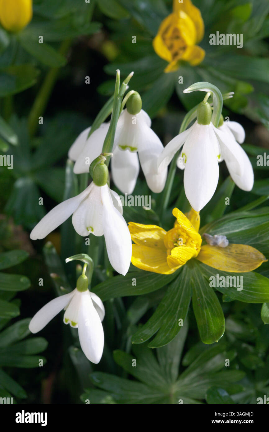Snowdrops and winter aconite Stock Photo - Alamy