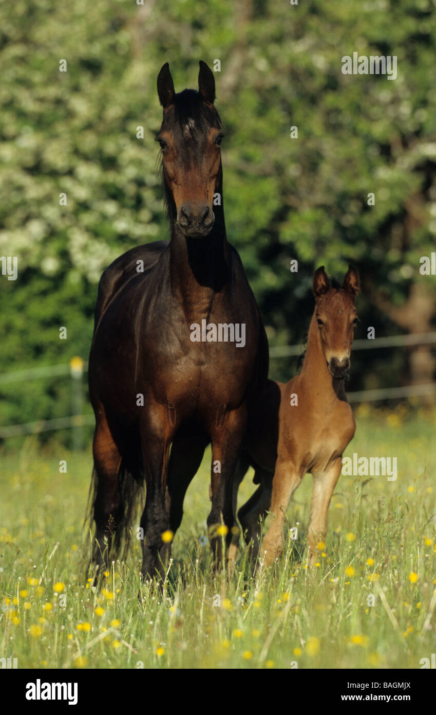 American Saddlebred (Equus caballus), mare with foal on a meadow Stock ...