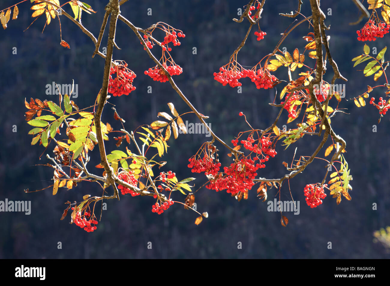 Rowan fruits Aran valley Pyrenees Spain Stock Photo - Alamy
