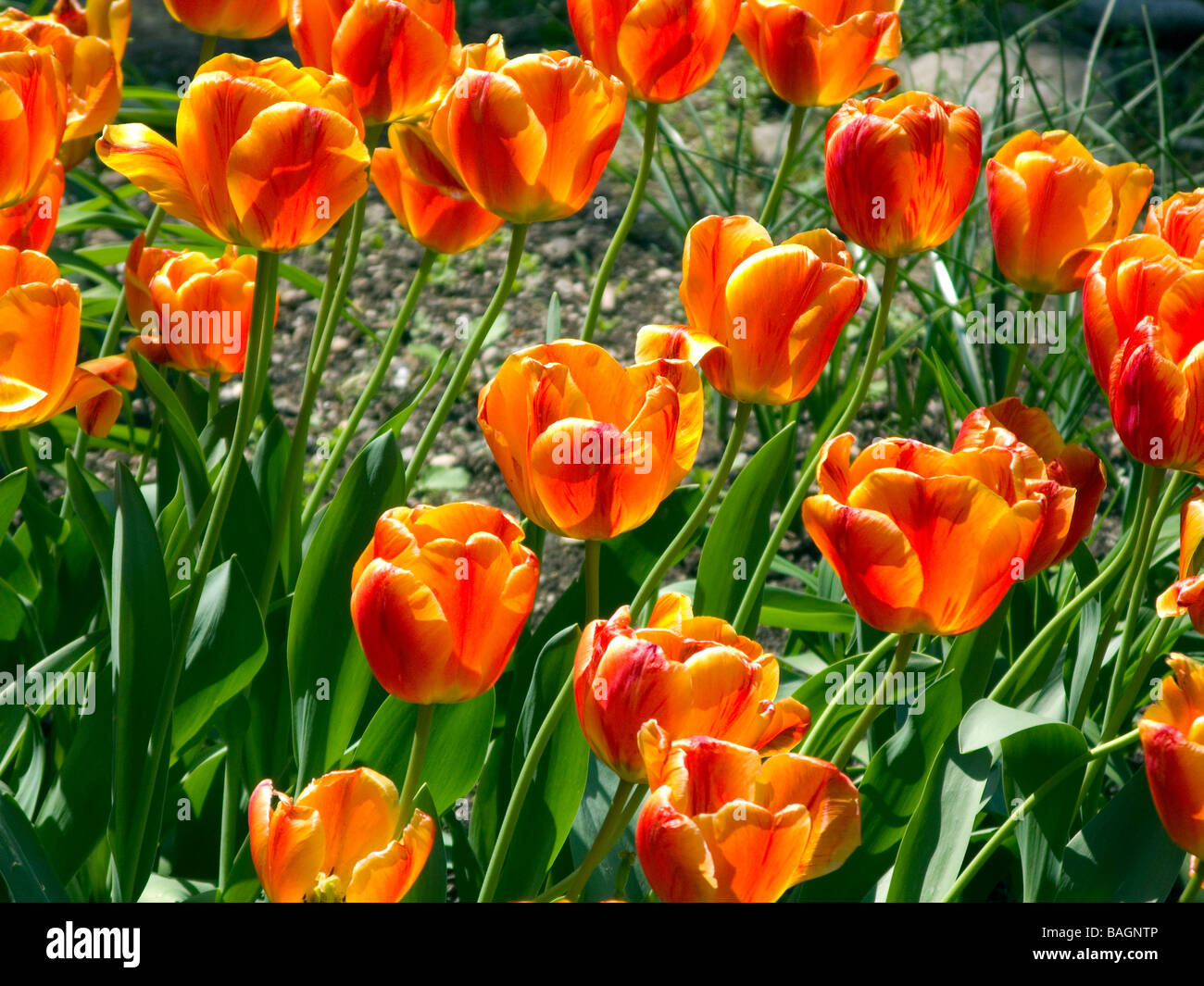 Tulips unique colors tulips hi-res stock photography and images - Alamy