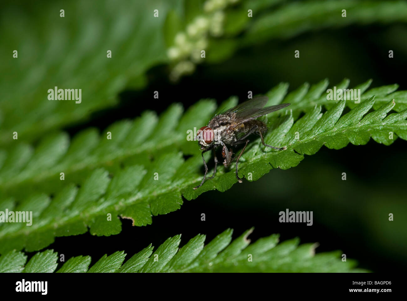 Small flying insect hi-res stock photography and images - Alamy