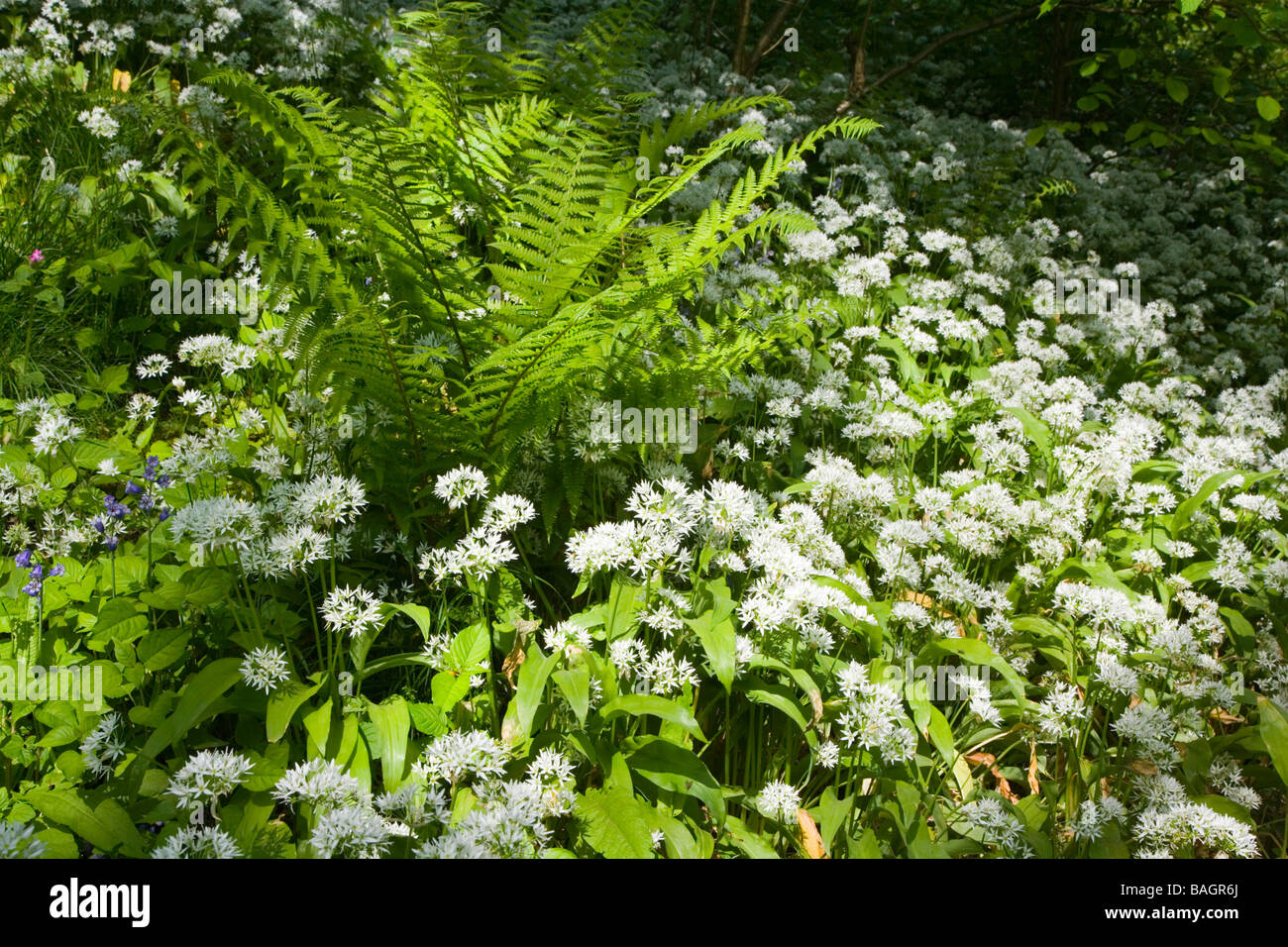 Ransom leaves hi-res stock photography and images - Alamy