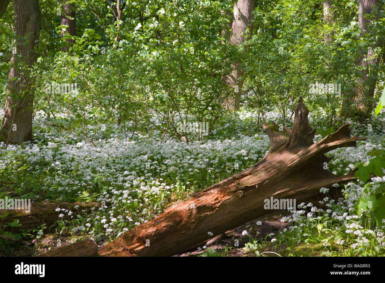 Ransom leaves hi-res stock photography and images - Alamy