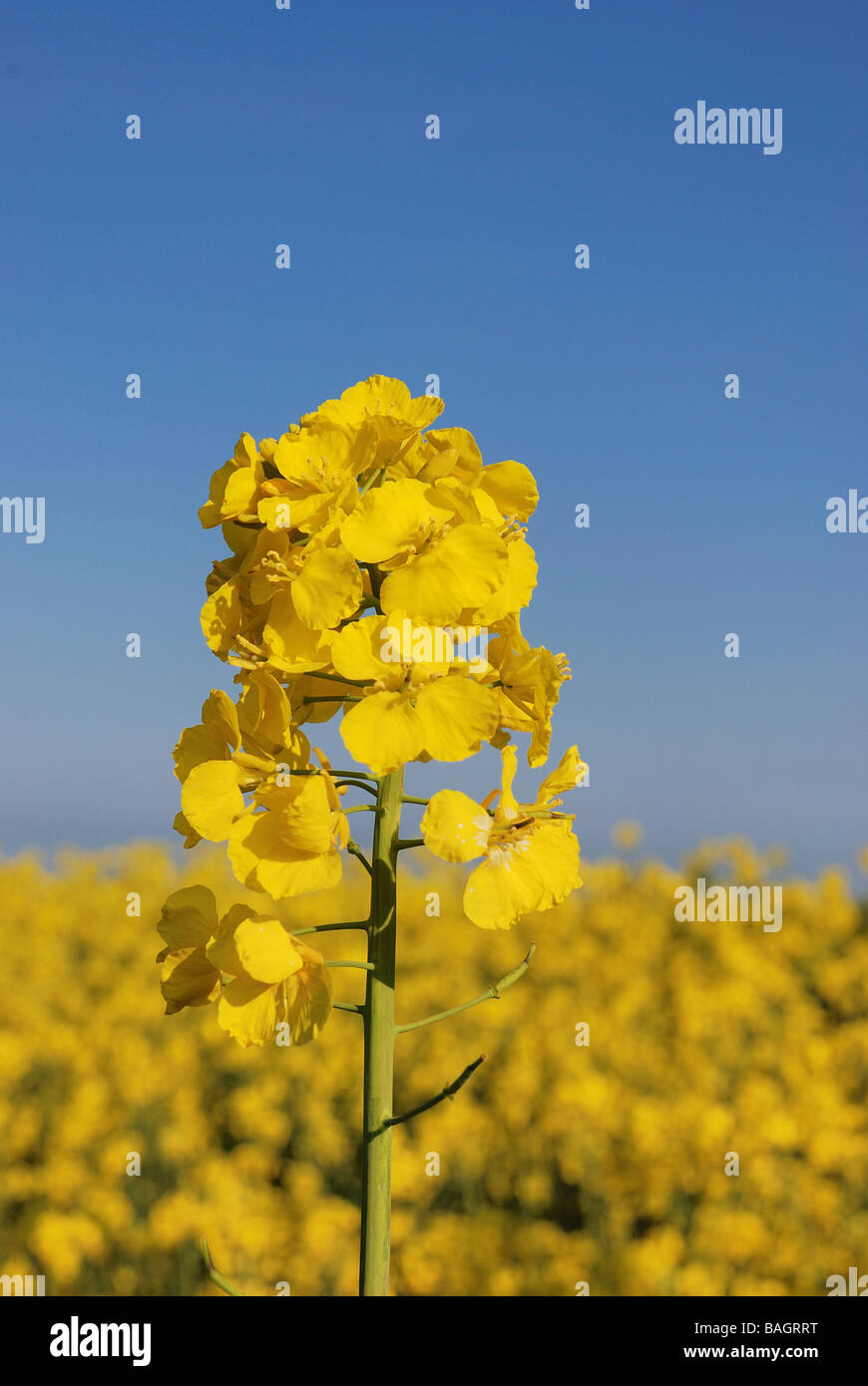 Flower of rape Stock Photo - Alamy