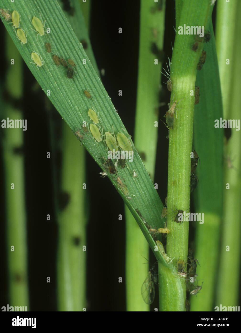Rose grain aphid Metopolophium dirhodum bird cherry aphids ...