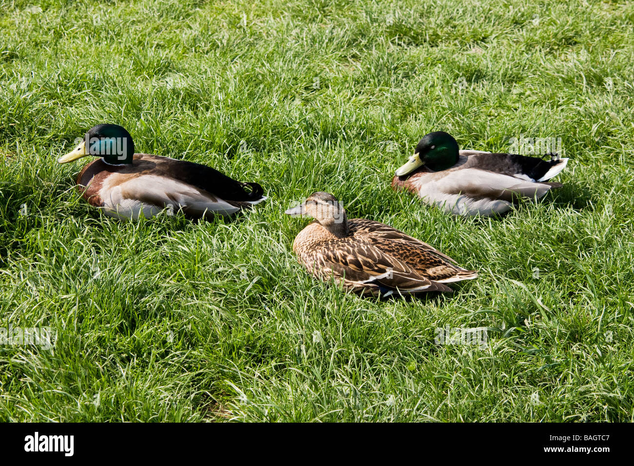 Ducks 3 Mallards grass resting wildlife males female park Stock Photo ...