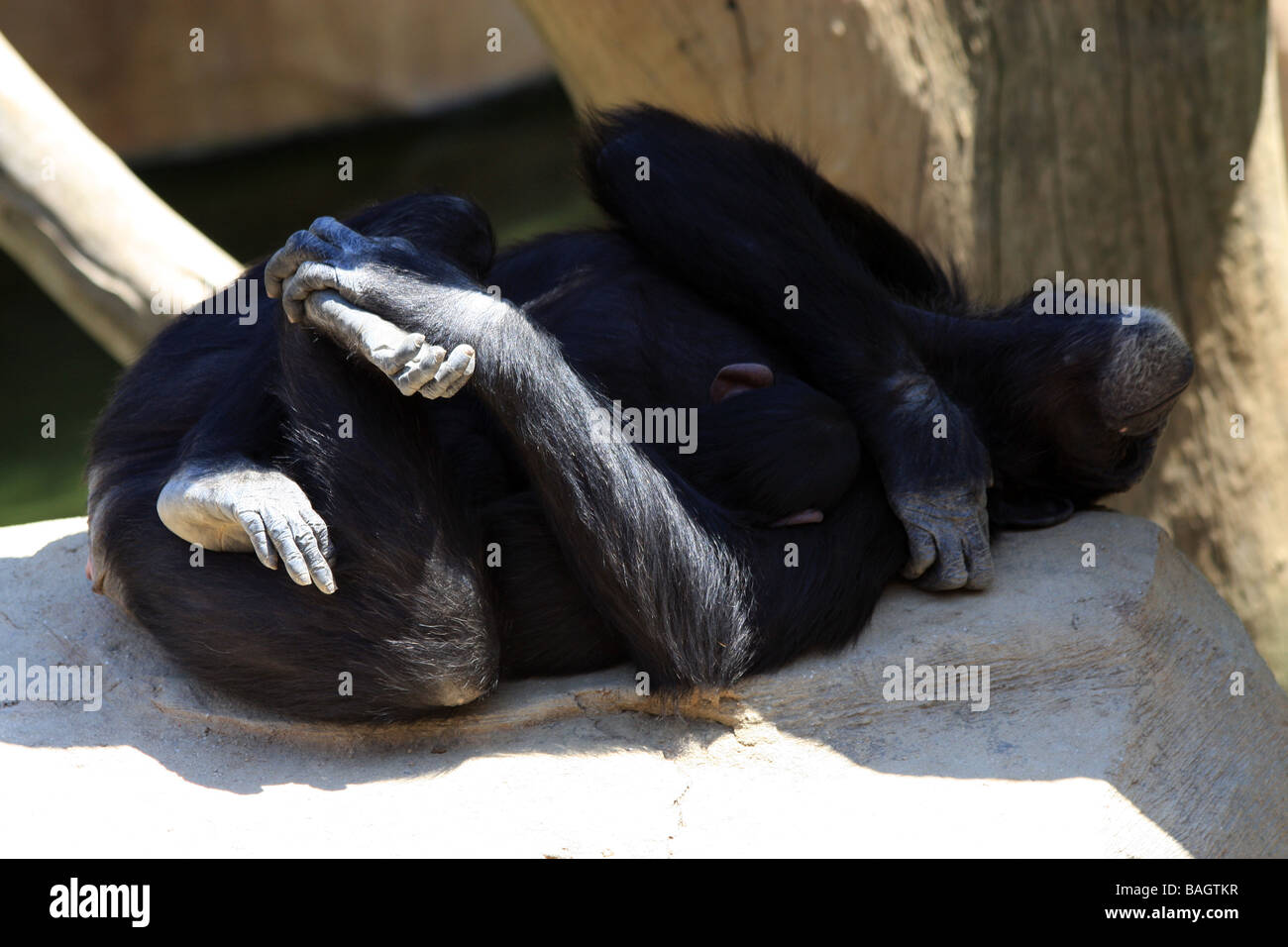 Chimpies hi-res stock photography and images - Alamy