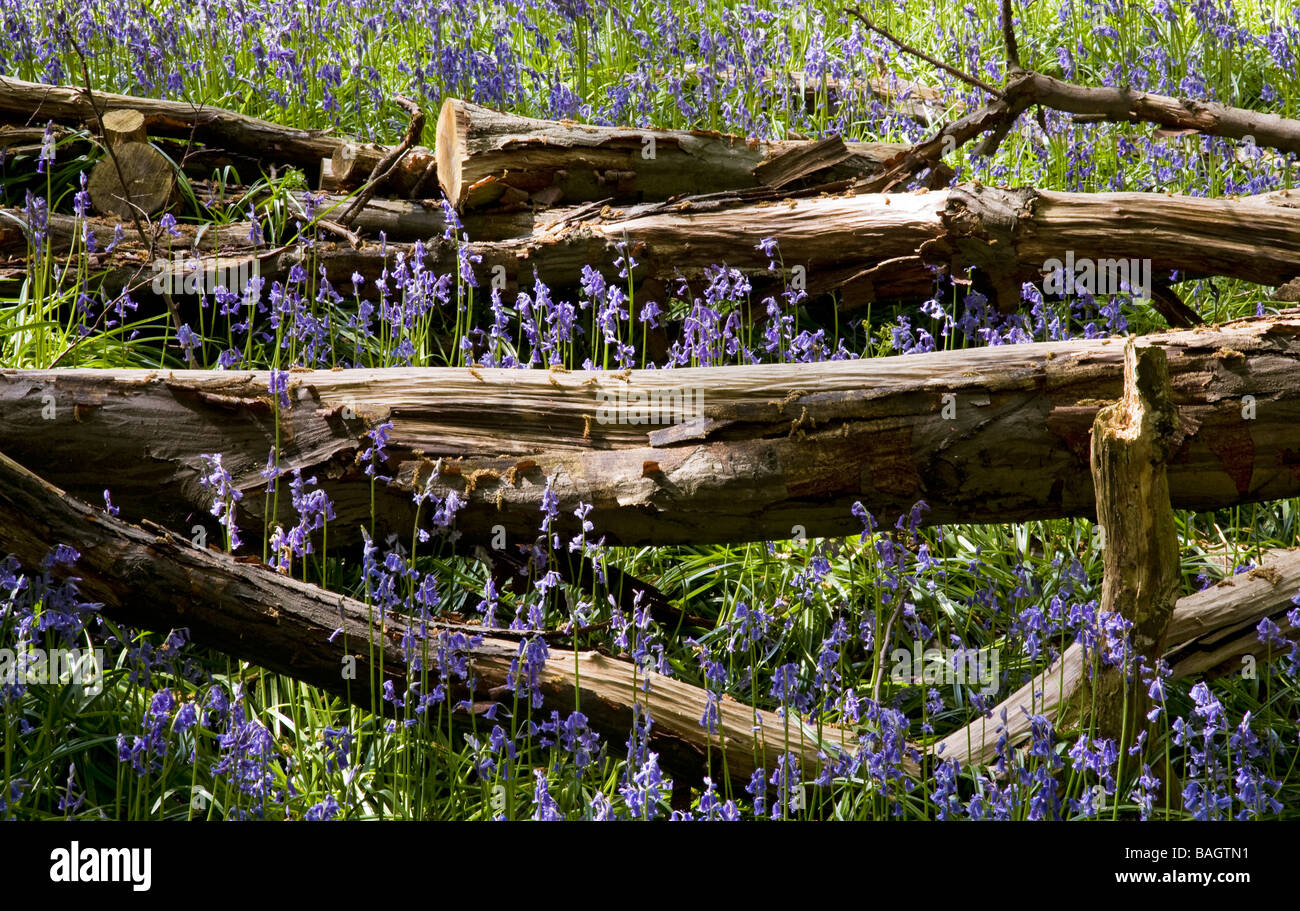 Bluebells & Tree 11 Stock Photo - Alamy