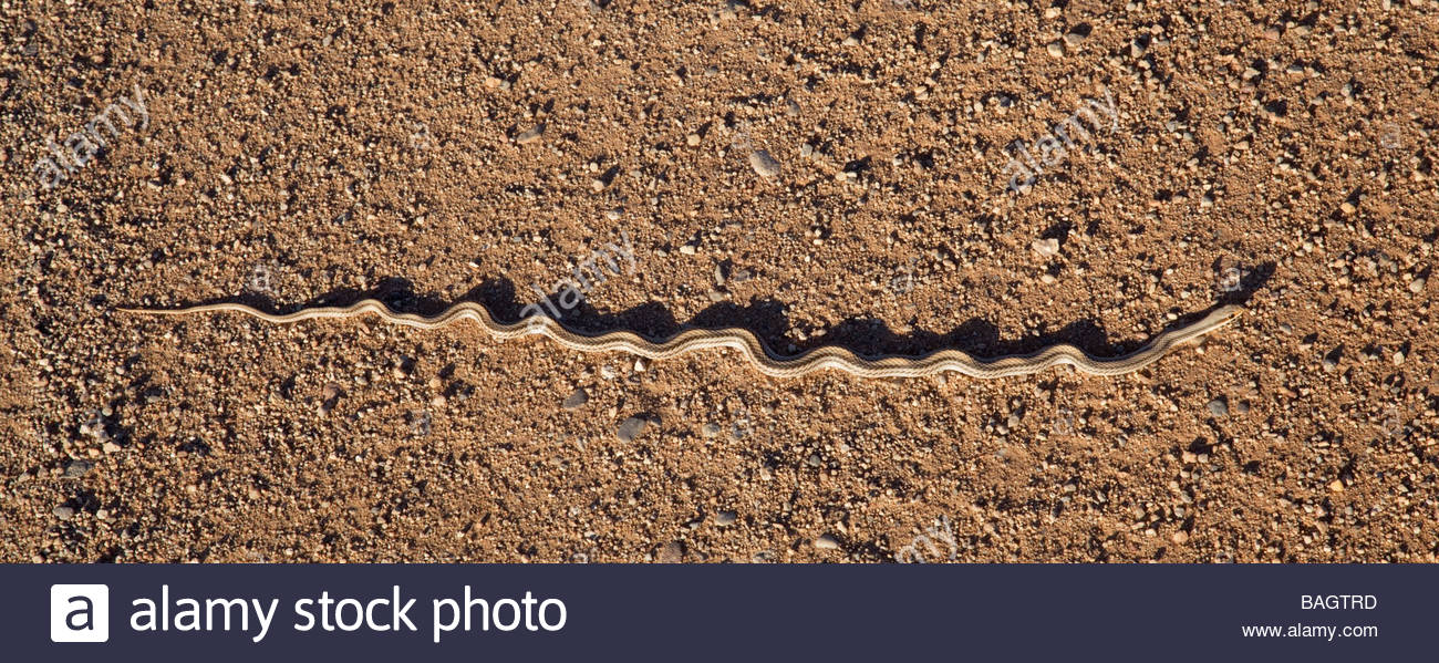 Western Patch Nosed Snake High Resolution Stock Photography and Images ...