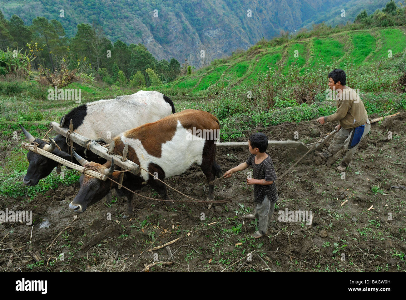 Bhutan, Trongsa District, Jigme Singye Wangchuck National Park, living ...