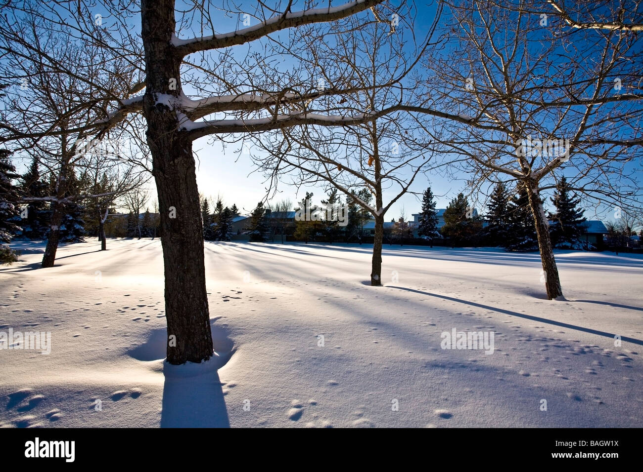 Deciduous trees in winter, Edmonton, Alberta, Canada Stock Photo - Alamy