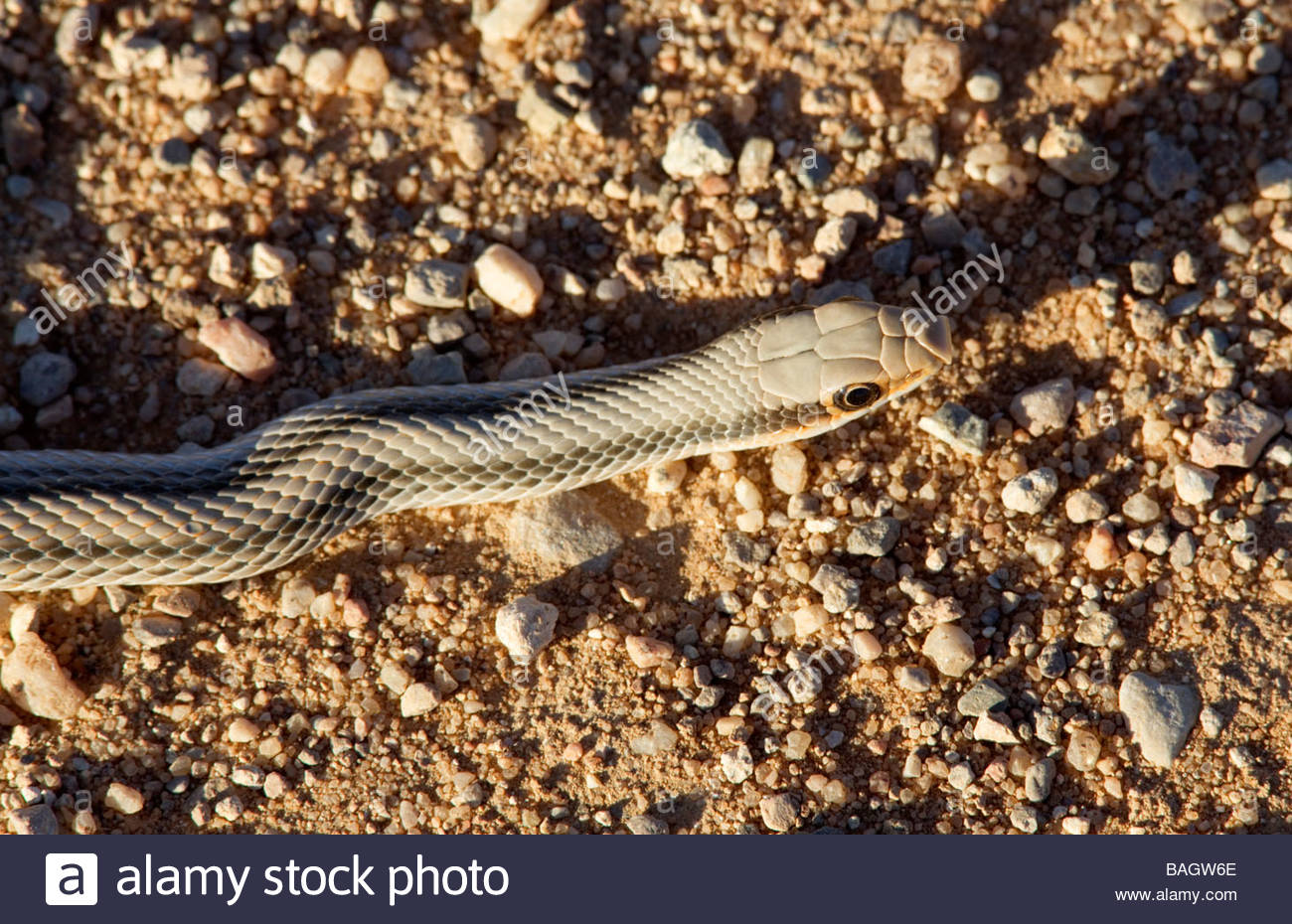 Patch Nosed Snake High Resolution Stock Photography and Images - Alamy