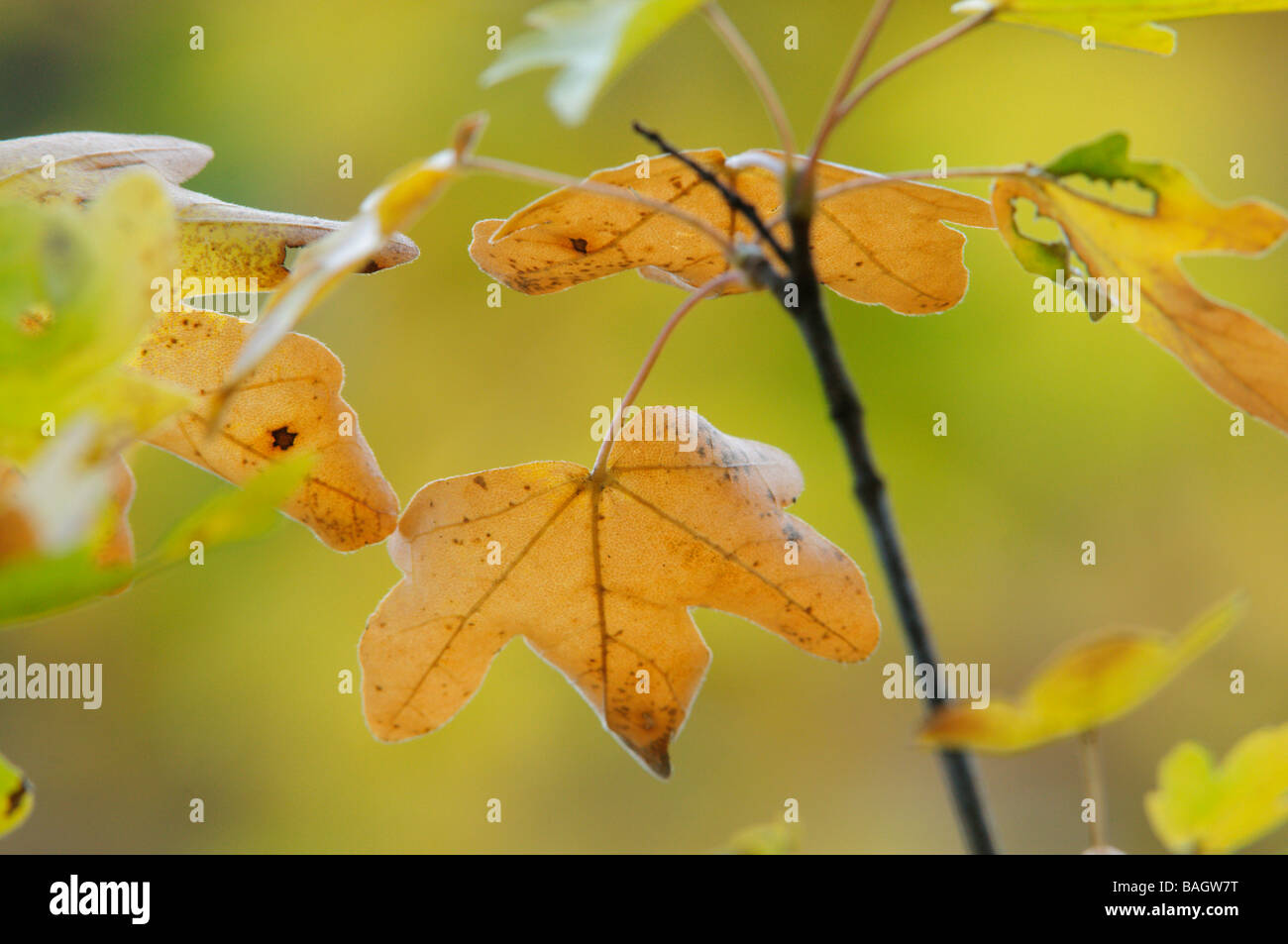 Arce valley forest hi-res stock photography and images - Alamy