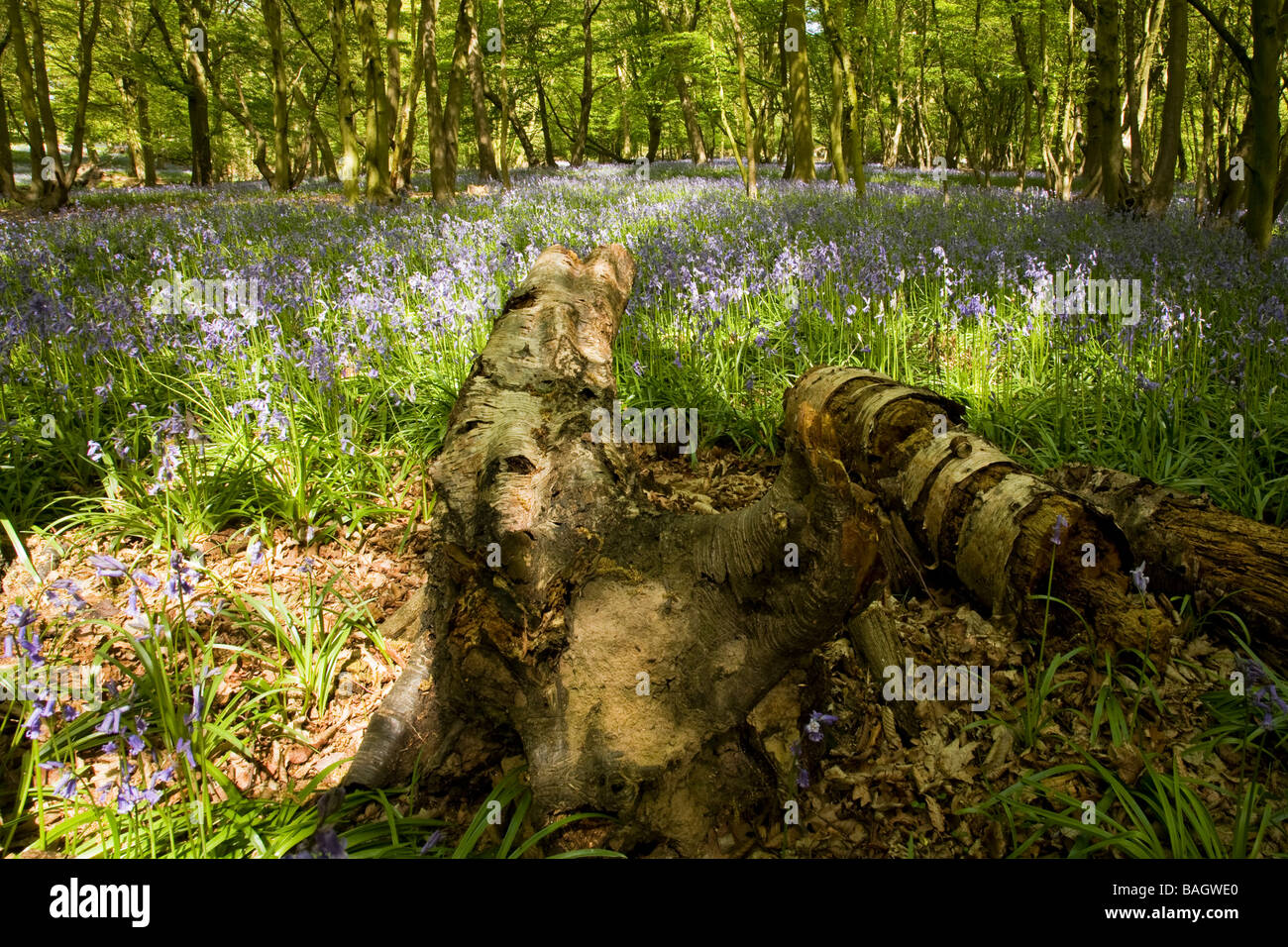Bluebells wood tree hi-res stock photography and images - Alamy