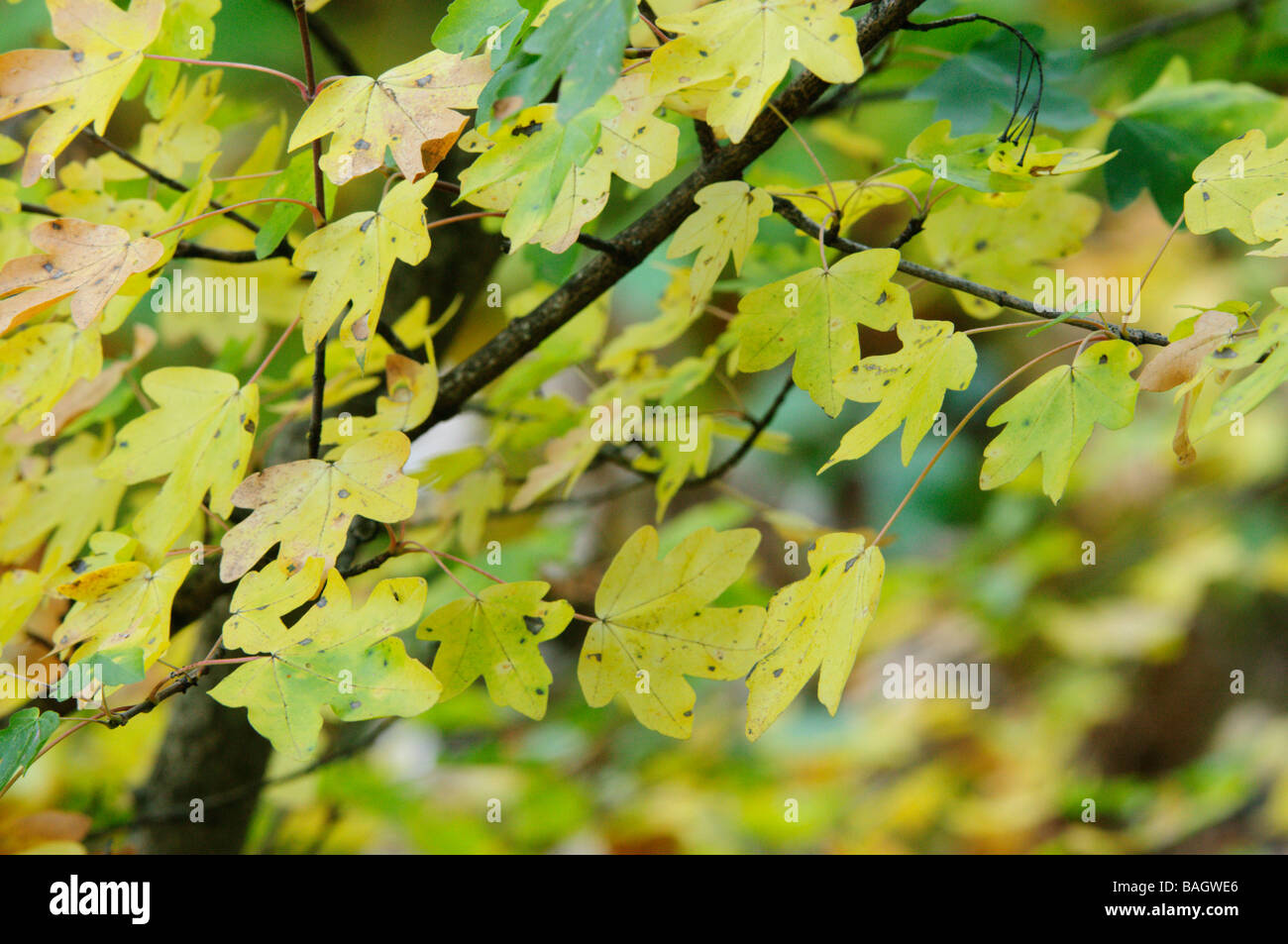 Arce valley forest hi-res stock photography and images - Alamy