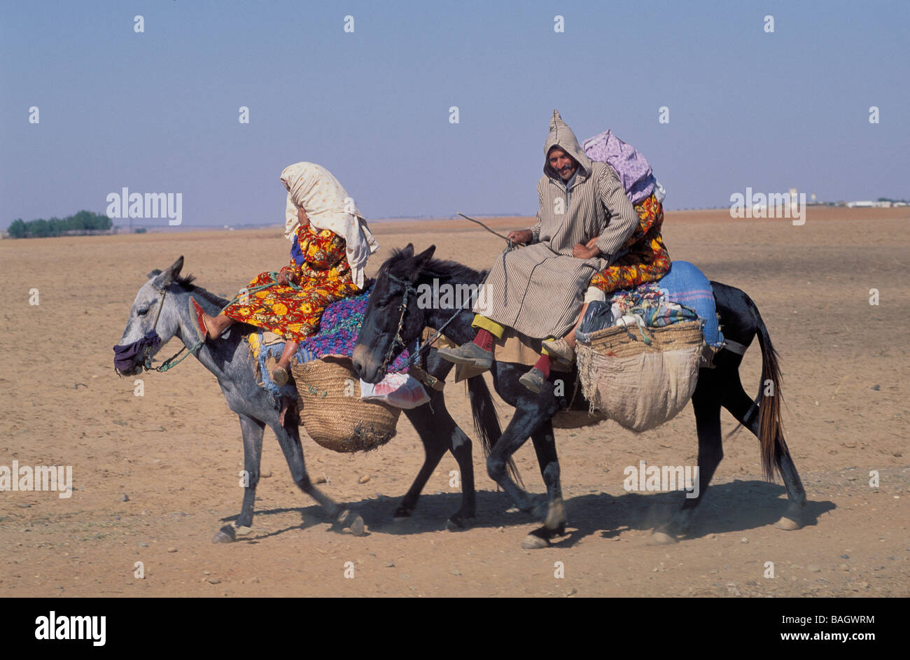 Mules back hi-res stock photography and images - Alamy