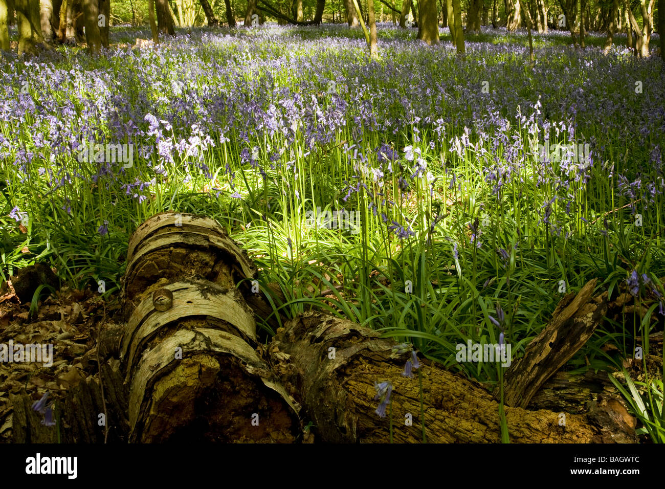 Bluebells & Tree 2 Stock Photo - Alamy