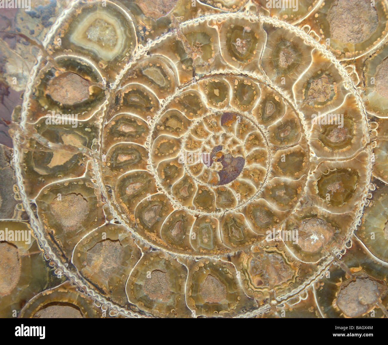 Ammonite hi-res stock photography and images - Alamy