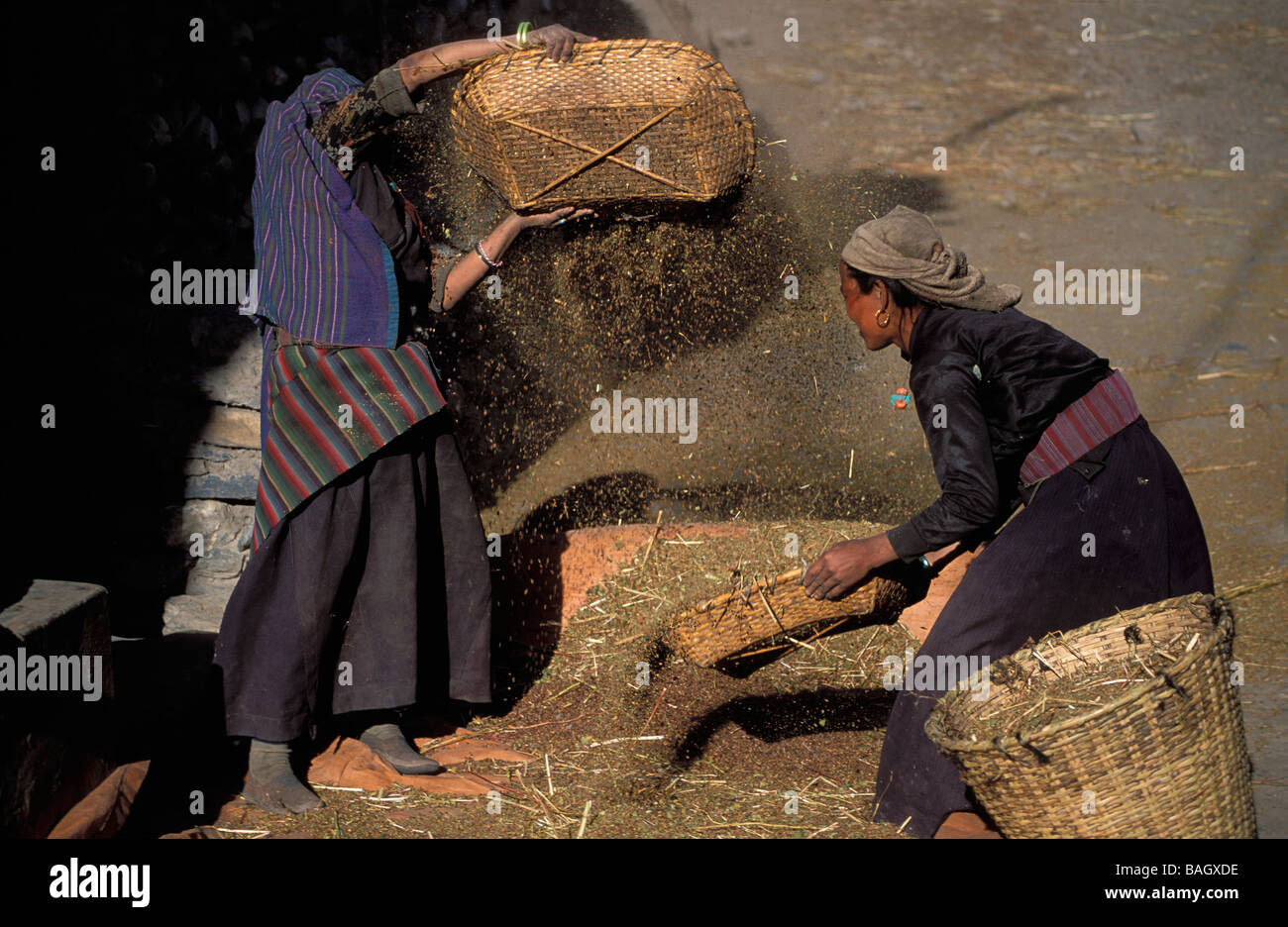 Winnowing barley hi-res stock photography and images - Alamy