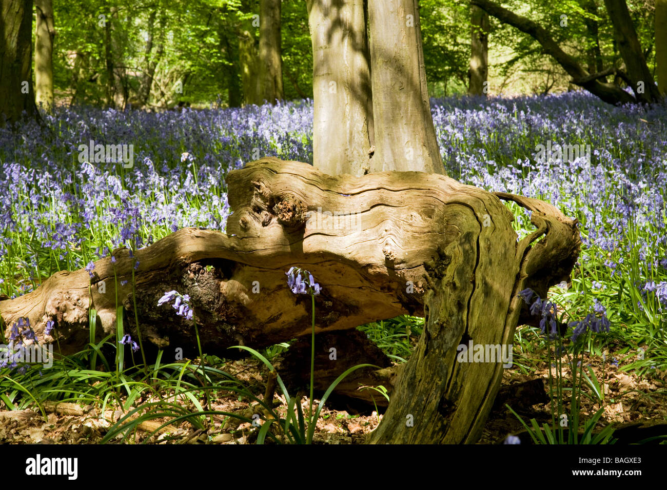 4 trunks tree hi-res stock photography and images - Alamy