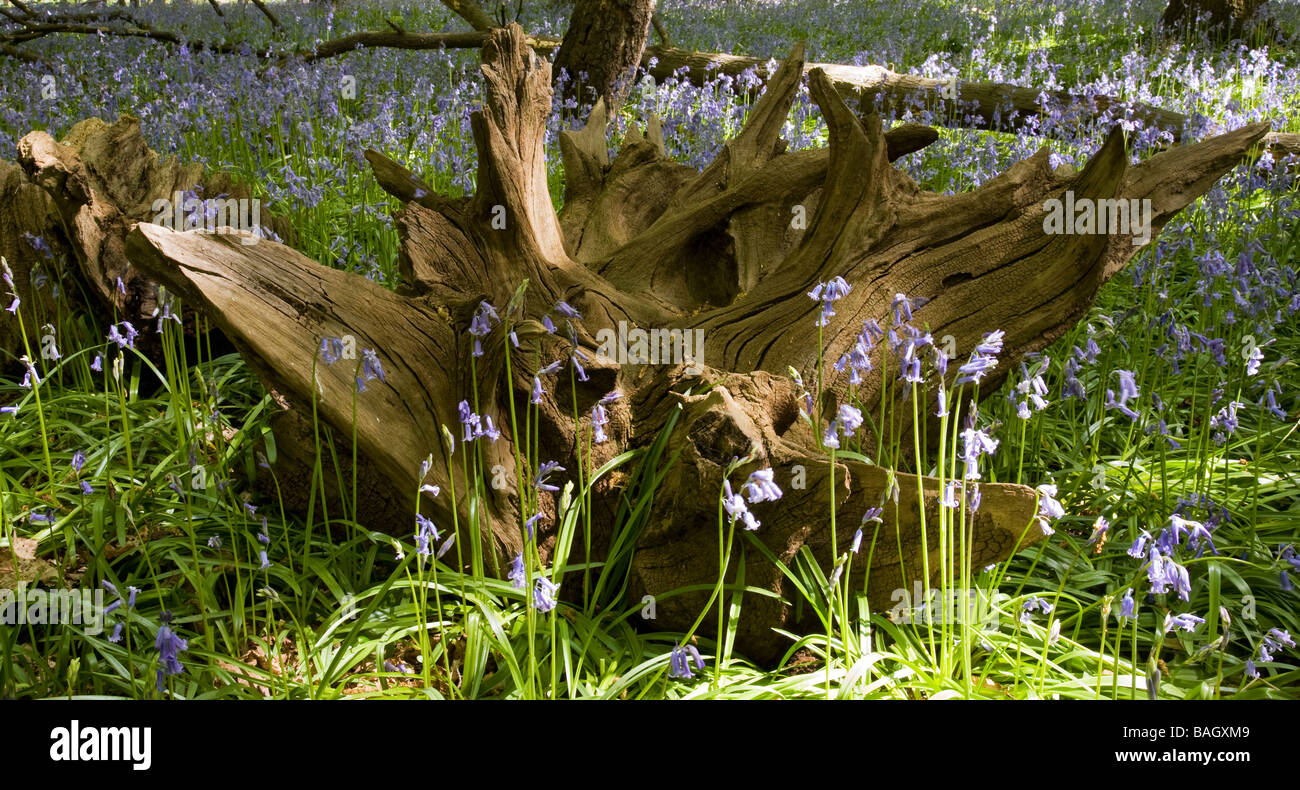 Bluebells & Tree 5 Stock Photo - Alamy