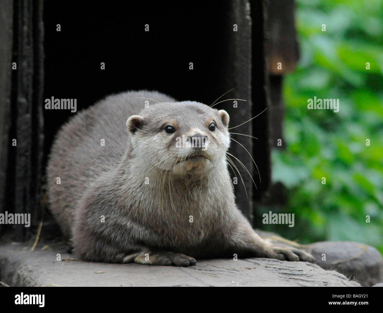 Otter holt hi-res stock photography and images - Alamy