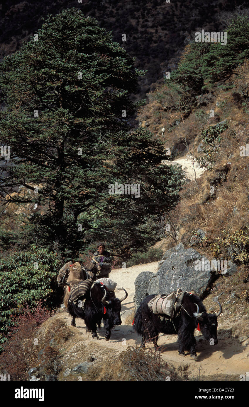 Nepal, Sagarmatha Zone, Solu Khumbu District (Solukhumbu), Khumbu ...