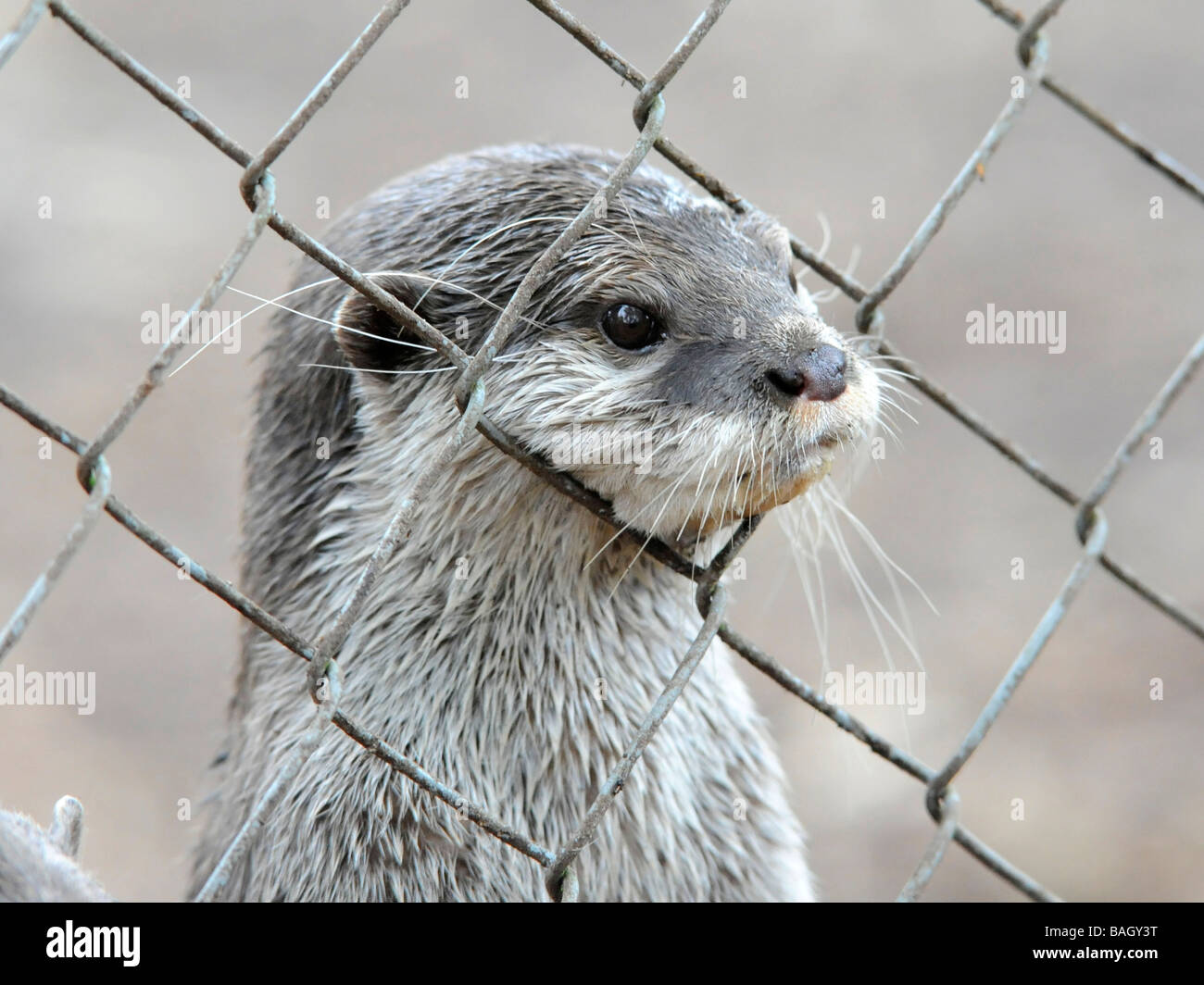 A captive asian shortclawed otter in captivity in a caged Stock Photo ...