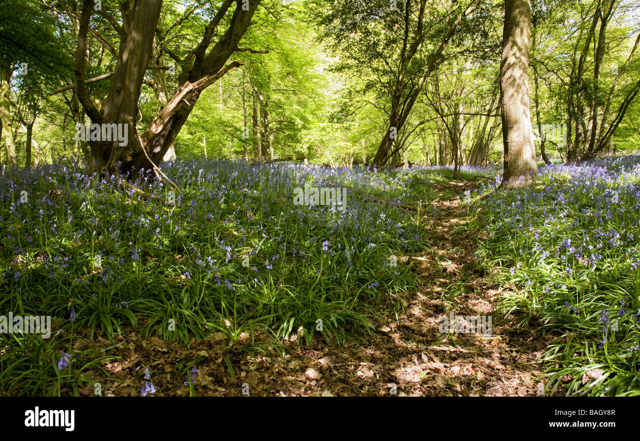 Bluebells & Tree 7 Stock Photo - Alamy