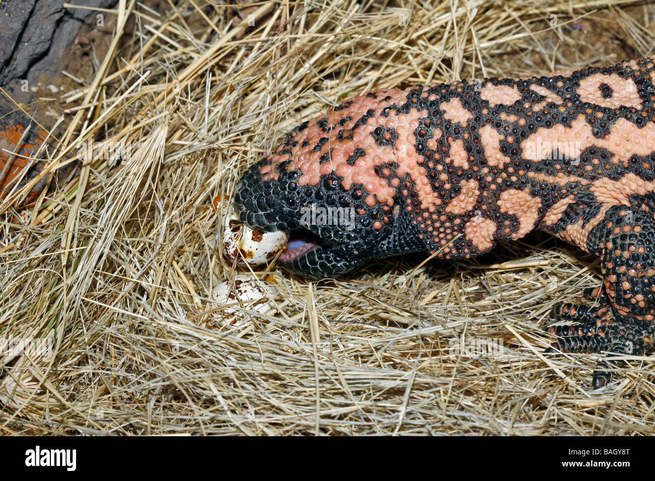 Gila monster hi-res stock photography and images - Alamy