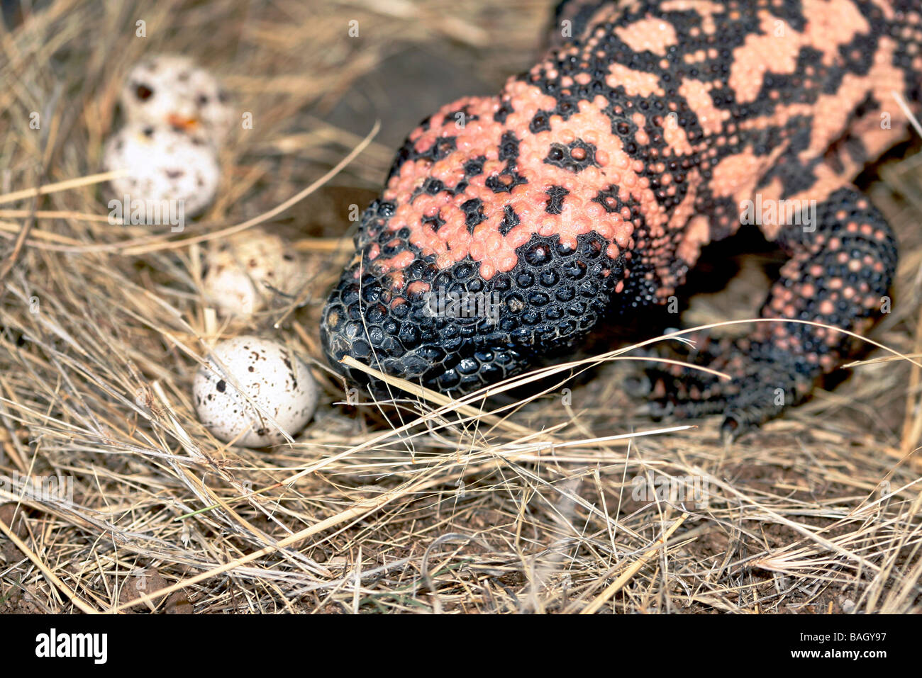 Gila monster hi-res stock photography and images - Alamy