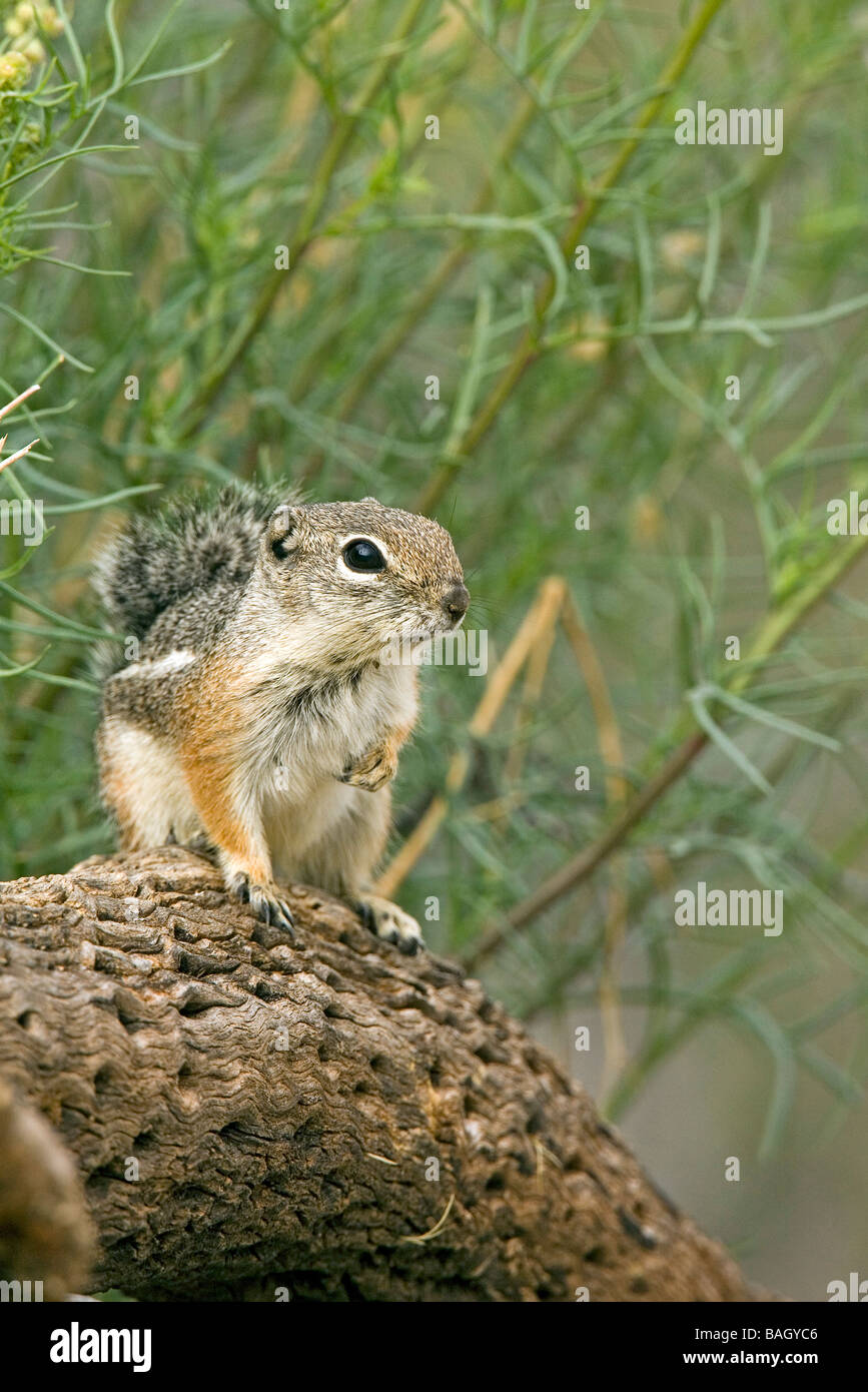 Flickertail squirrel hi-res stock photography and images - Alamy