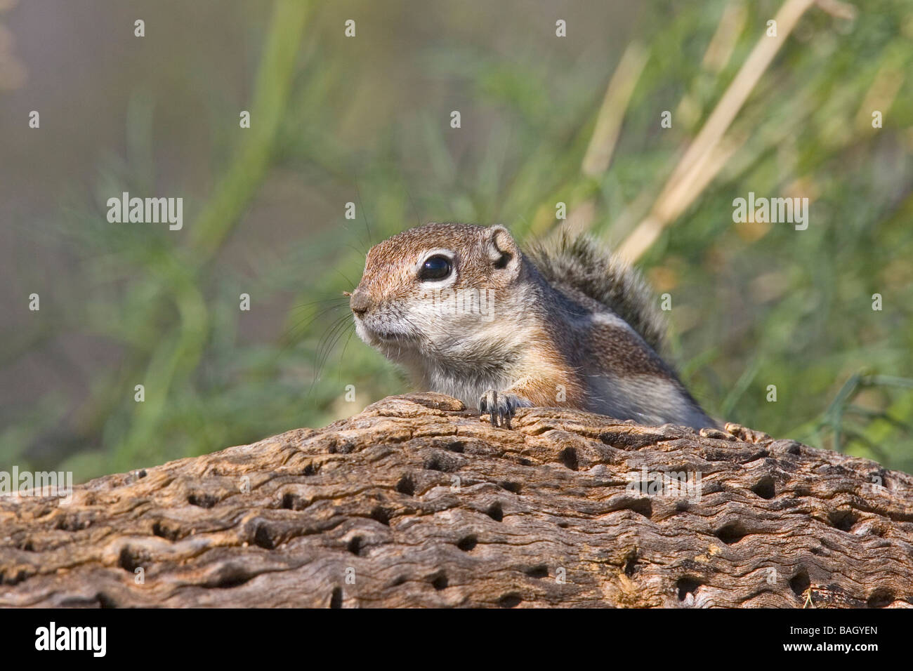 Flickertail squirrel hi-res stock photography and images - Alamy