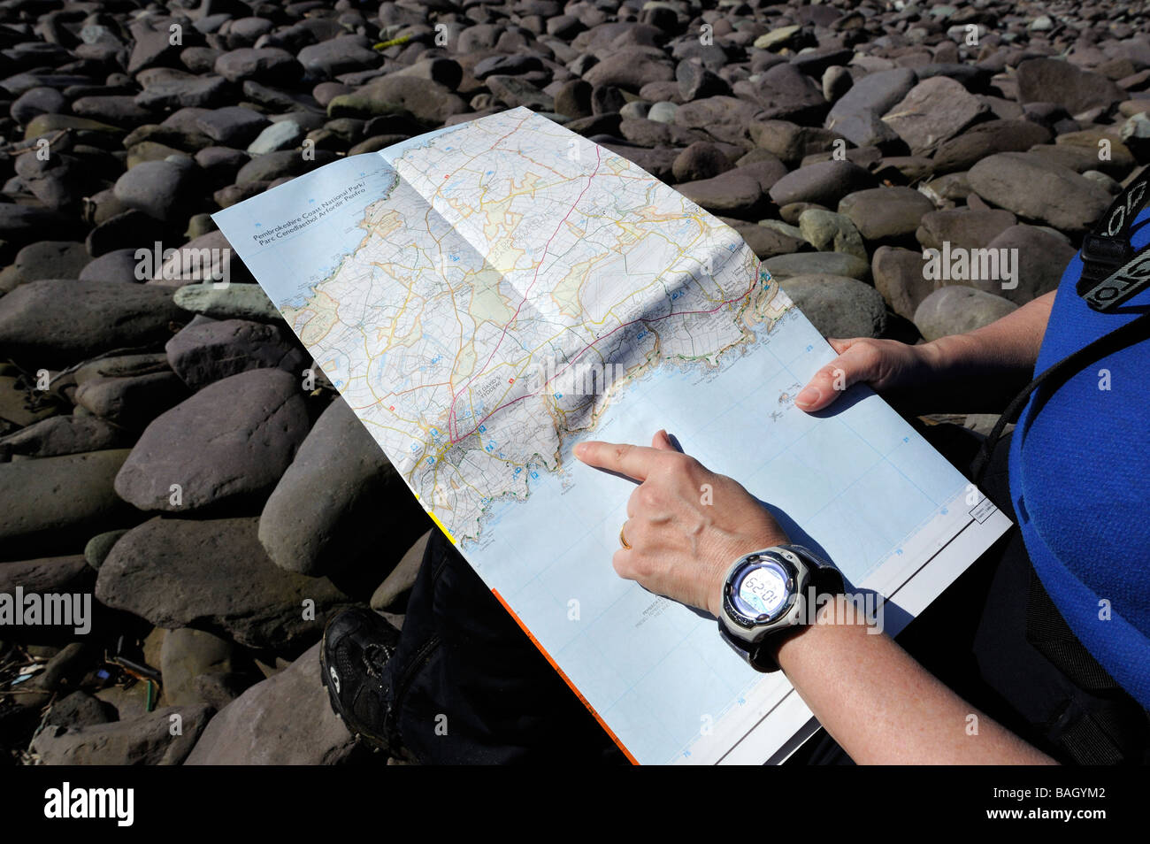 Female walker reading a map on the Pembrokeshire coast path Wales UK ...