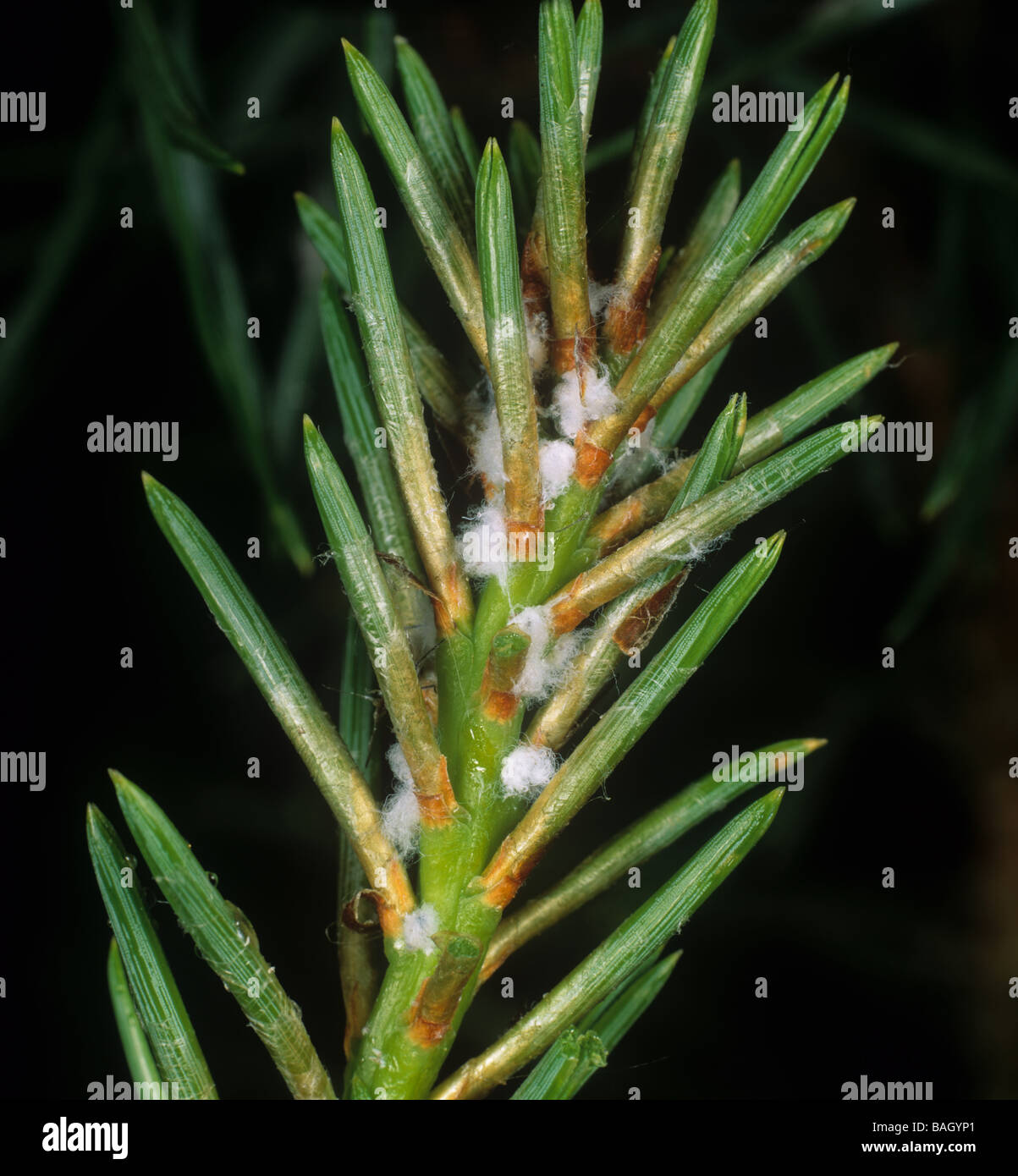 Adelgidae High Resolution Stock Photography and Images - Alamy