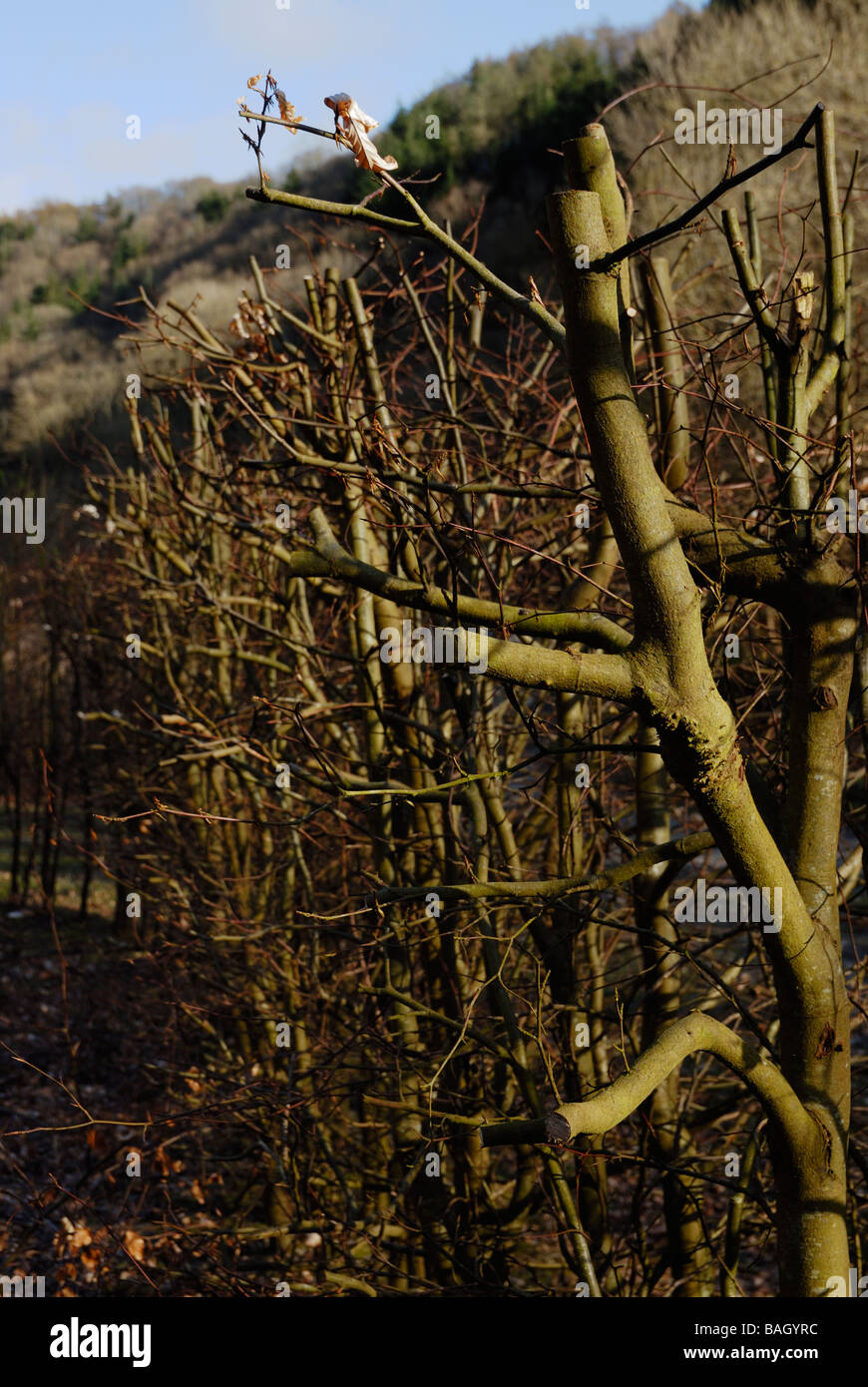 Beech hedge pruning hi-res stock photography and images - Alamy