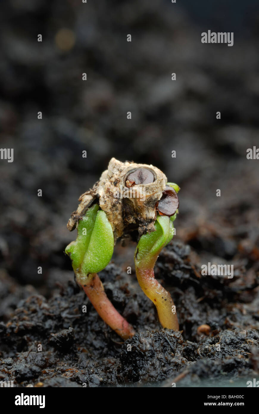 Beta vulgaris cycla hi-res stock photography and images - Alamy