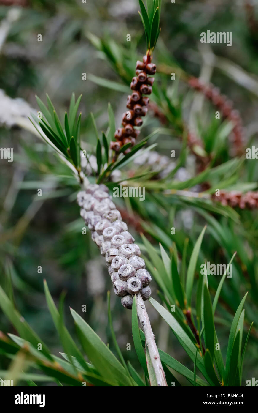 Callistemon sp Bottlebrush tree fruit, Wales, UK Stock Photo - Alamy