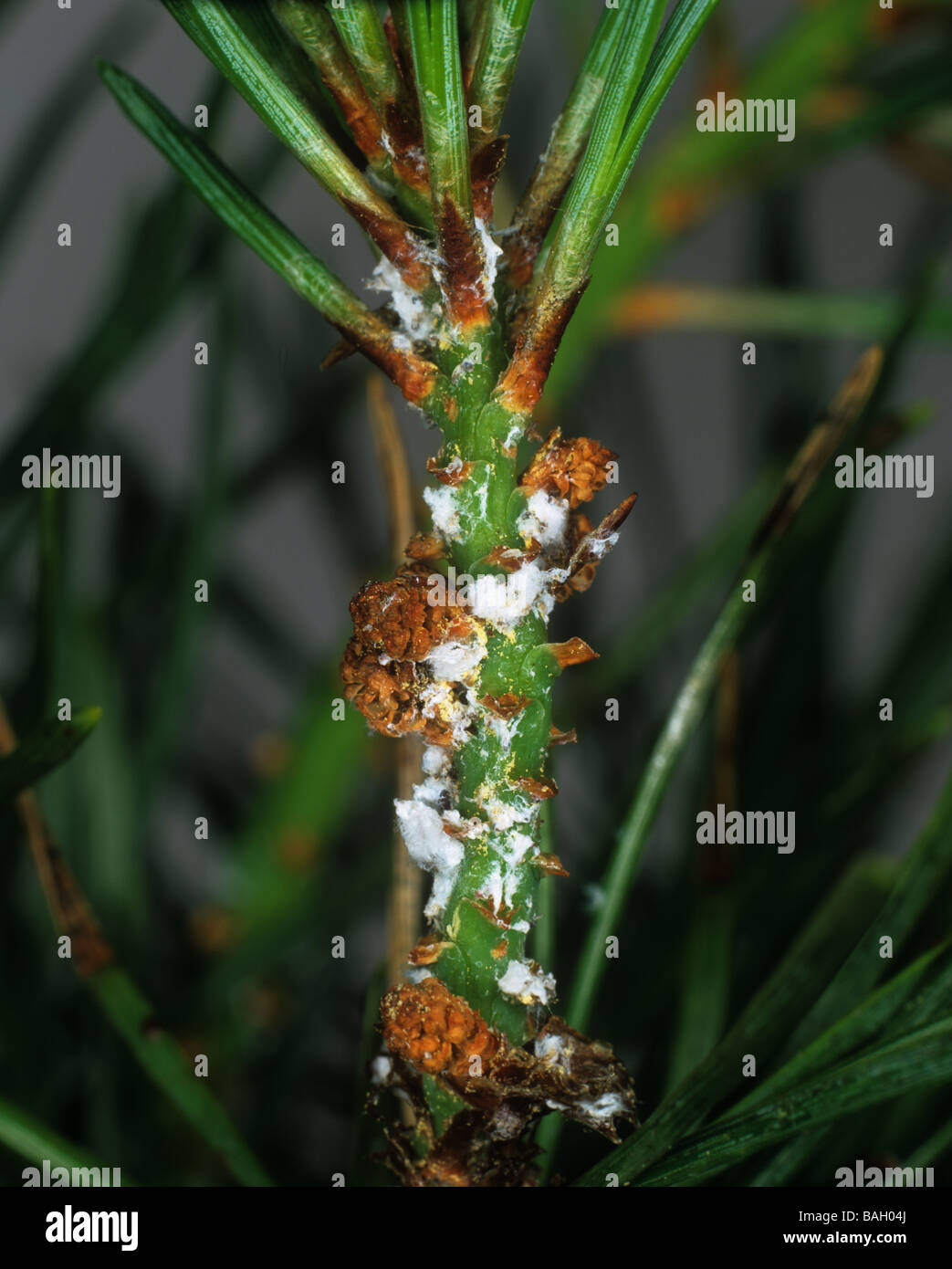 Scots pine adelges Pineus pini insects on scots pine shoot Stock Photo ...