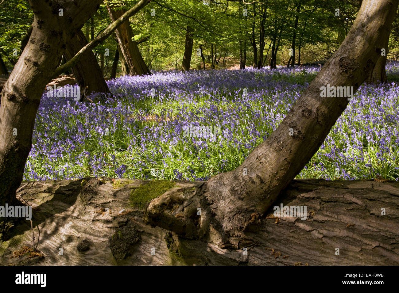Bluebells & Tree 10 Stock Photo - Alamy