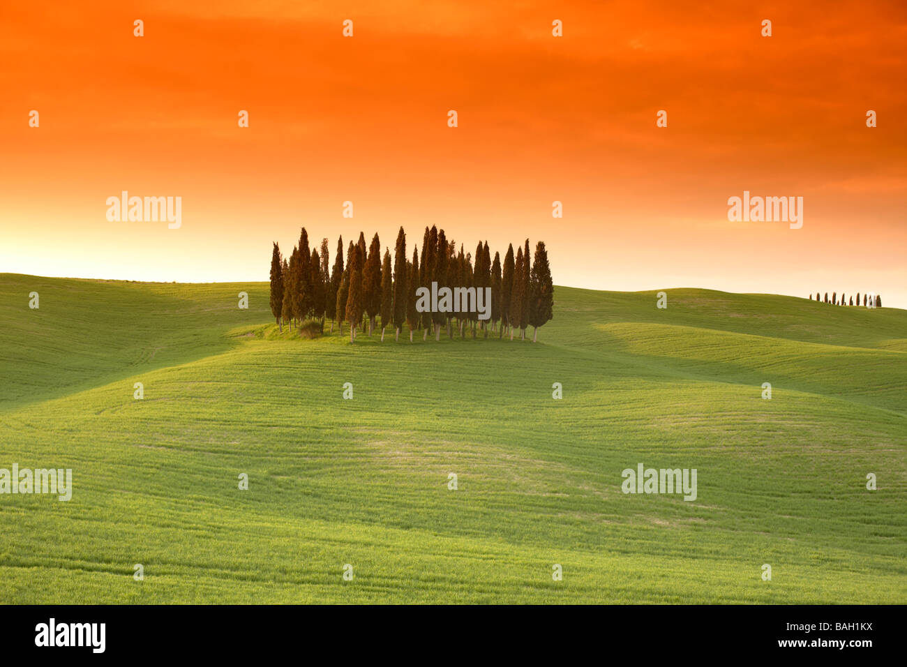 Cypress trees Tuscany Italy Stock Photo - Alamy